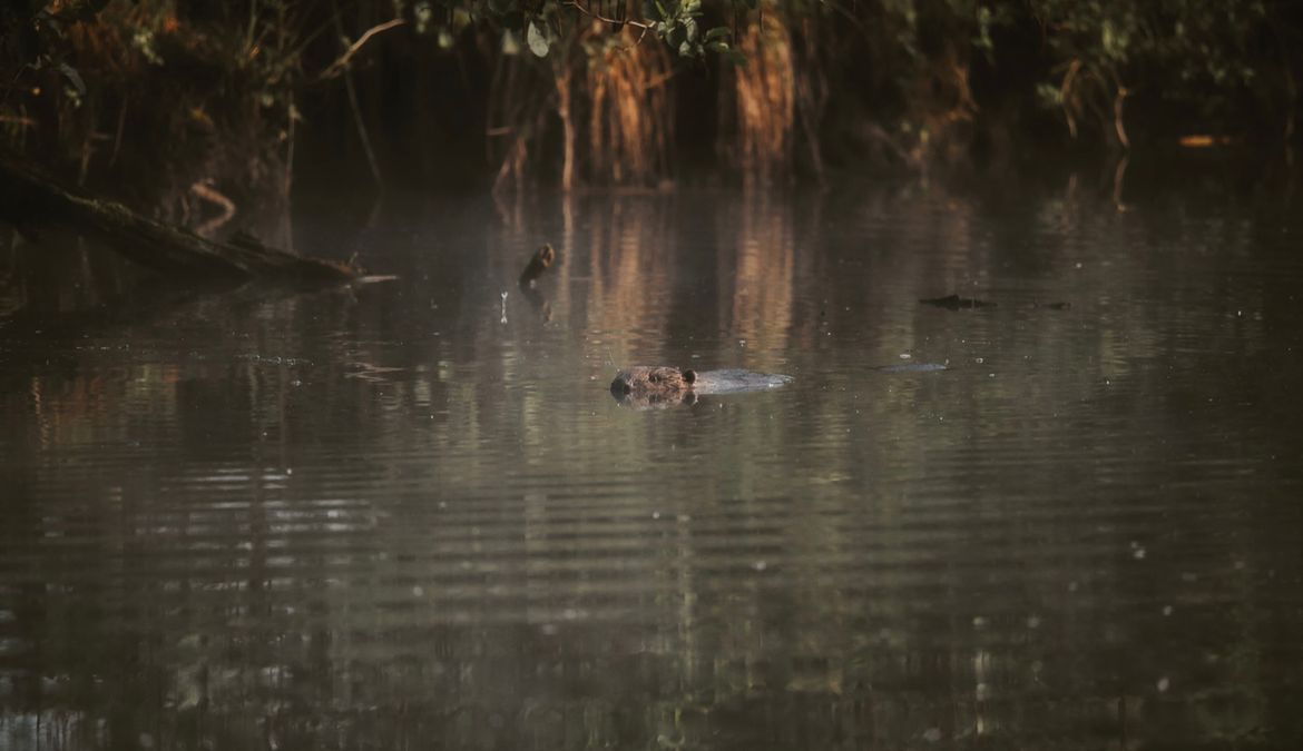 У Німеччині жінка була у воді, коли на неї напав бобер - Pets